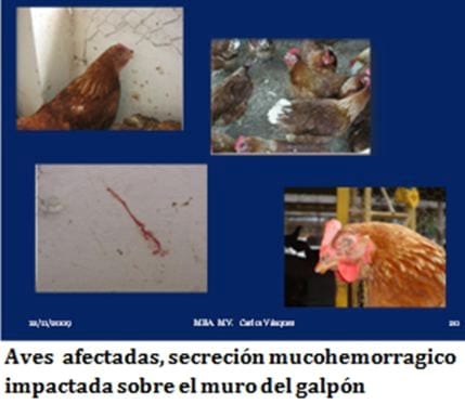 Laringotraqueitis Aviar | Engormix