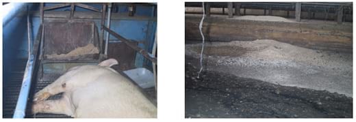 El círculo de la cerda flaca | Engormix