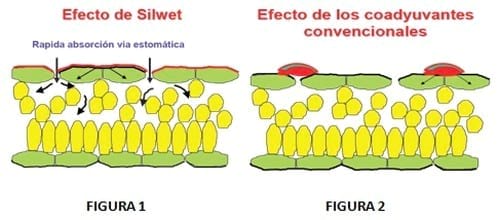 Aplicación de Coadyuvantes | Engormix