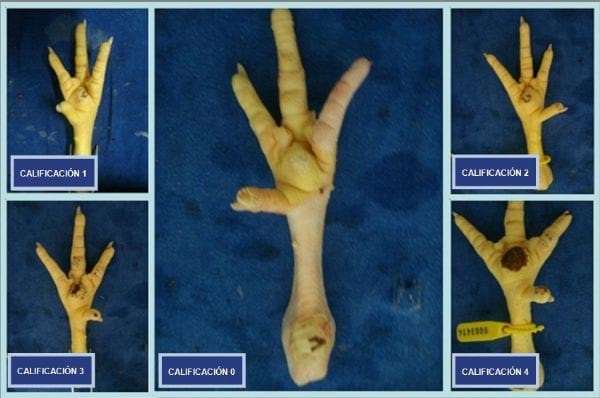 Efecto del genotipo y el género sobre el rendimiento y la frecuencia de ...
