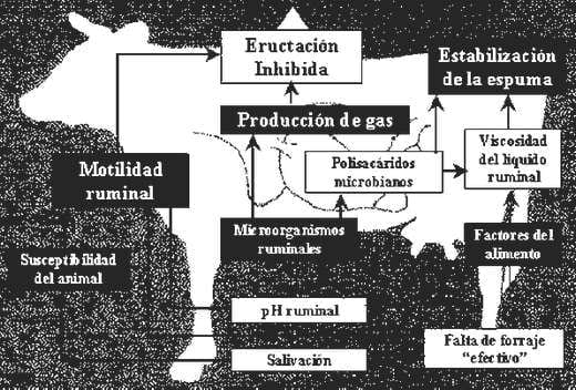 Timpanismo en el feedlot | Engormix