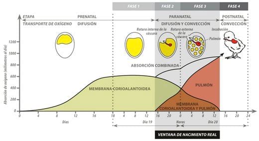 Incubación Petersime - Synchro-Hatch - | Engormix