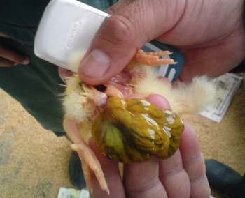 Calidad de Pollito bb afectado desde la incubadora, Caso - Engormix