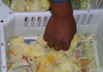 Calidad de Pollito bb afectado desde la incubadora, Caso - Engormix