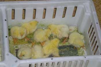 Calidad de Pollito bb afectado desde la incubadora, Caso - Engormix