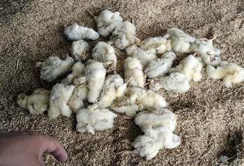 Calidad de Pollito bb afectado desde la incubadora, Caso - Engormix