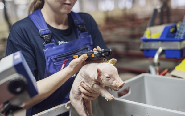 Supervivencia de lechones mediante el registro del peso al nacer | Engormix