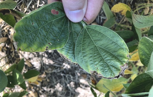 Argentina - Potasio, un nutriente que viene mostrando deficiencias | Engormix