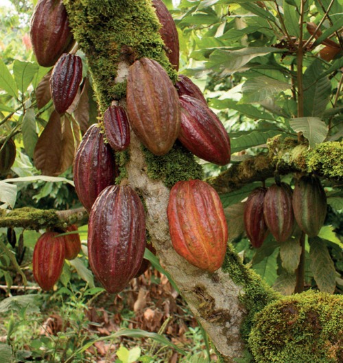 Perú Manual De Buenas Prácticas Agrícolas Para El Cultivo Del Cacao