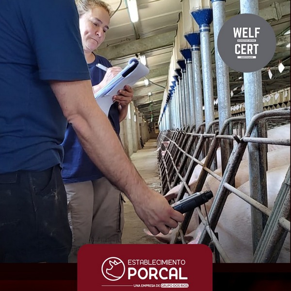 Argentina - Establecimiento Porcal recibe certificación en Bienestar ...