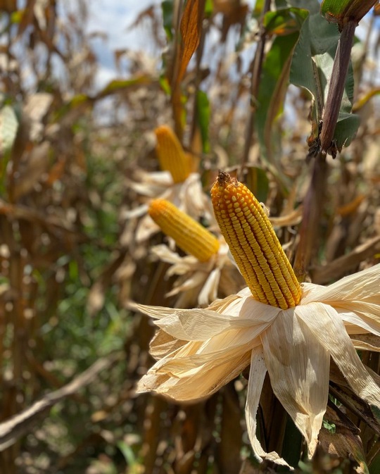 Brasil - Bioestimulación frente a una enfermedad transmitida por la chicharrita en maíz | Engormix