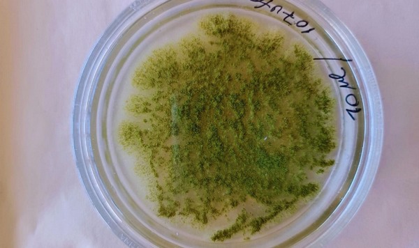 Argentina - Desarrollan un extracto vegetal con poder antifúngico | Engormix