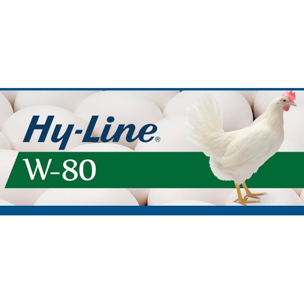 Ponedora Hy-Line W-80 gallina de huevo blanco