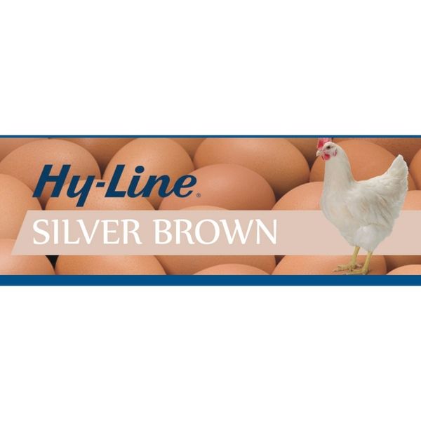 Ponedora Hy-Line Silver Brown gallina de huevos marrón
