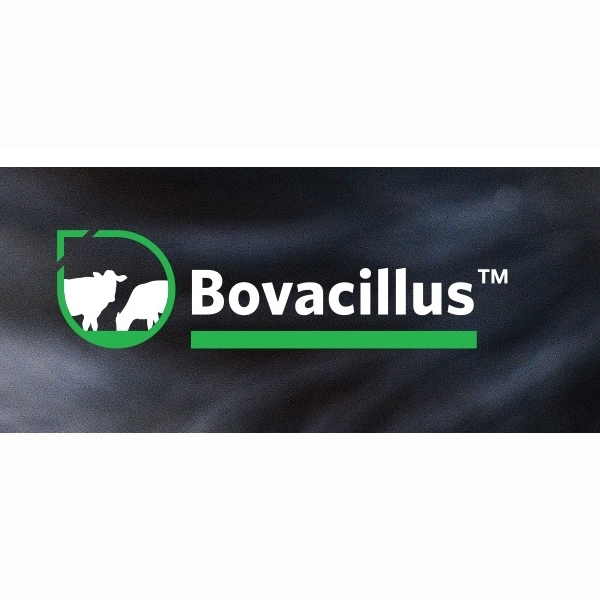 Bovacillus Probiótico para nutrición bovina