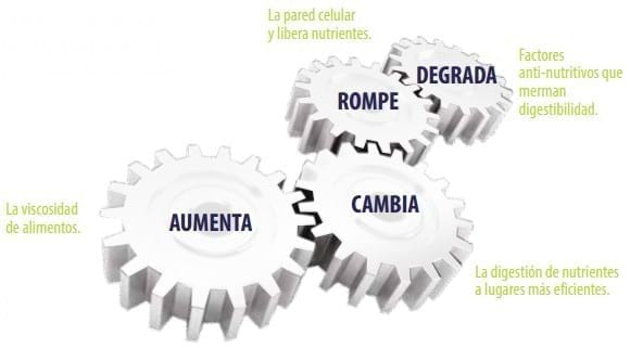 Eurozyme Fitasa Fúngico, Xilanasa y Proteasa para animales