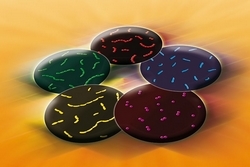 PoultryStar® probióticos y prebióticos para aves