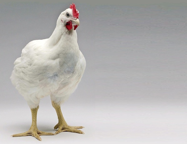 Cobb-Vantress: Productos (37953)