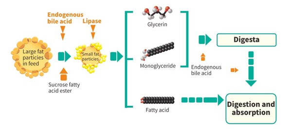 HyDrolip E+ emulsionante para piensos