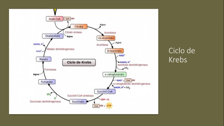 Ciclos de Krebs y Calvin